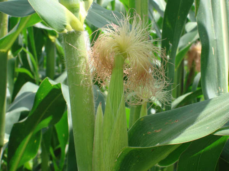 Realizan en Agricultura investigación referente a mejoramiento del maíz