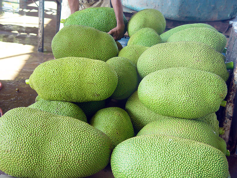 Universitaria investiga aplicaciones del látex de la yaka